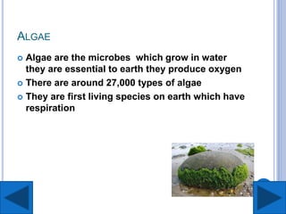 Microbes the micro organisms seen by microscope | PPT