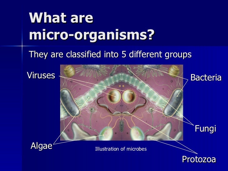 Microbes And Disease