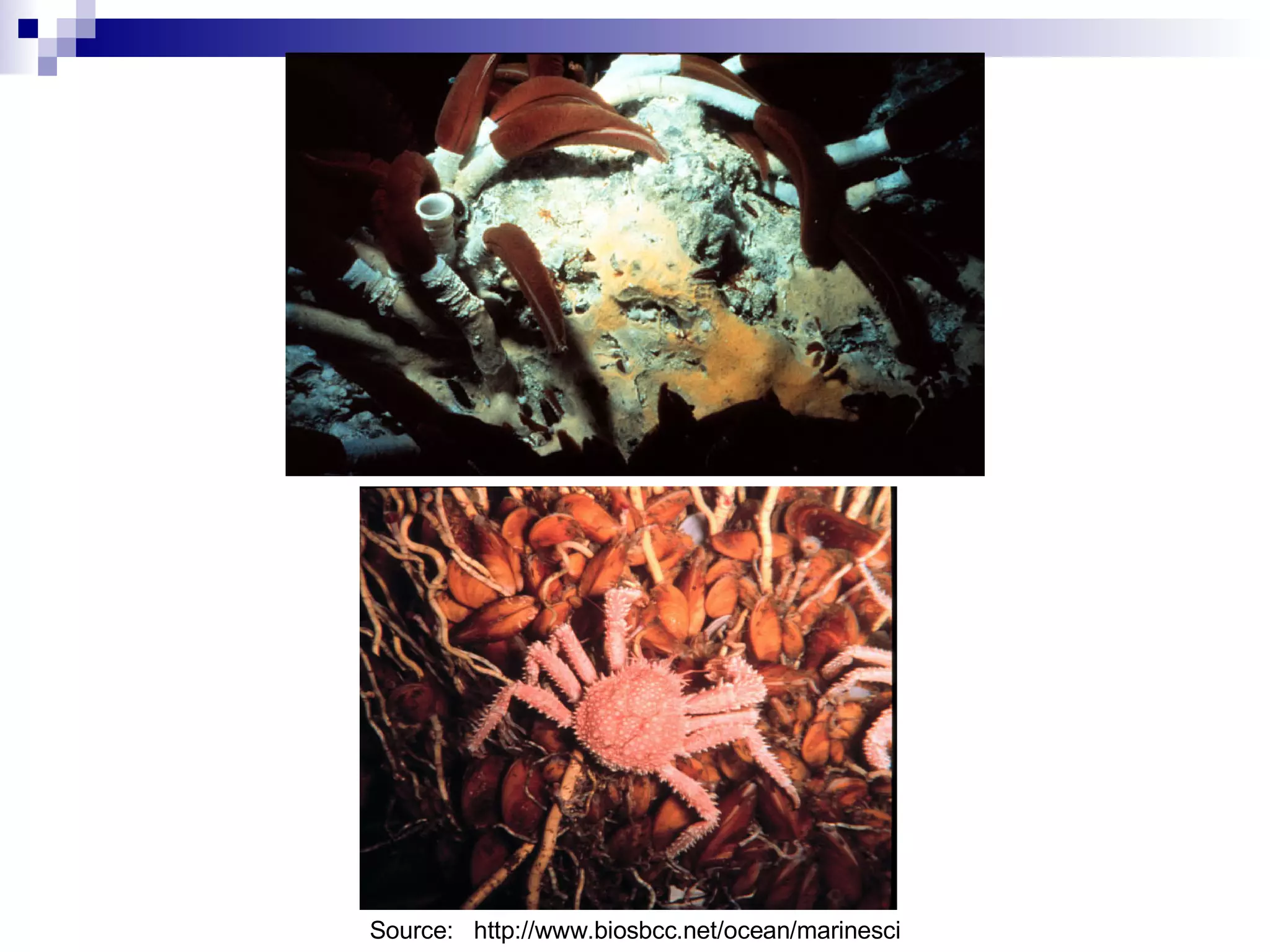 Microbes In Aquatic Marine Ecosystem | PPT