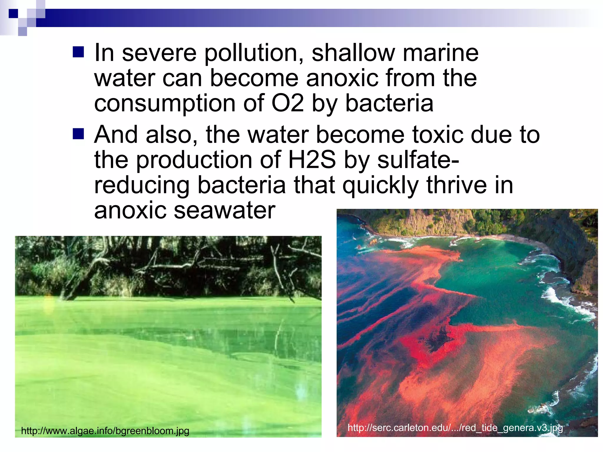 Microbes In Aquatic Marine Ecosystem | PPT