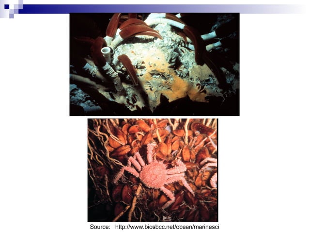 Microbes In Aquatic Marine Ecosystem | PPT