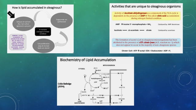 Microbes as biofuels | PPTX