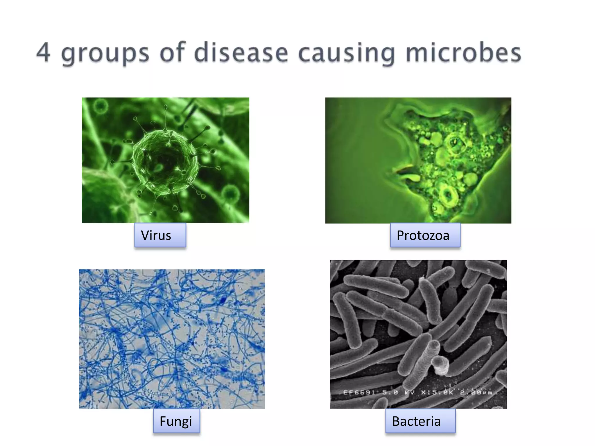 Microbes and diseases | PPTX