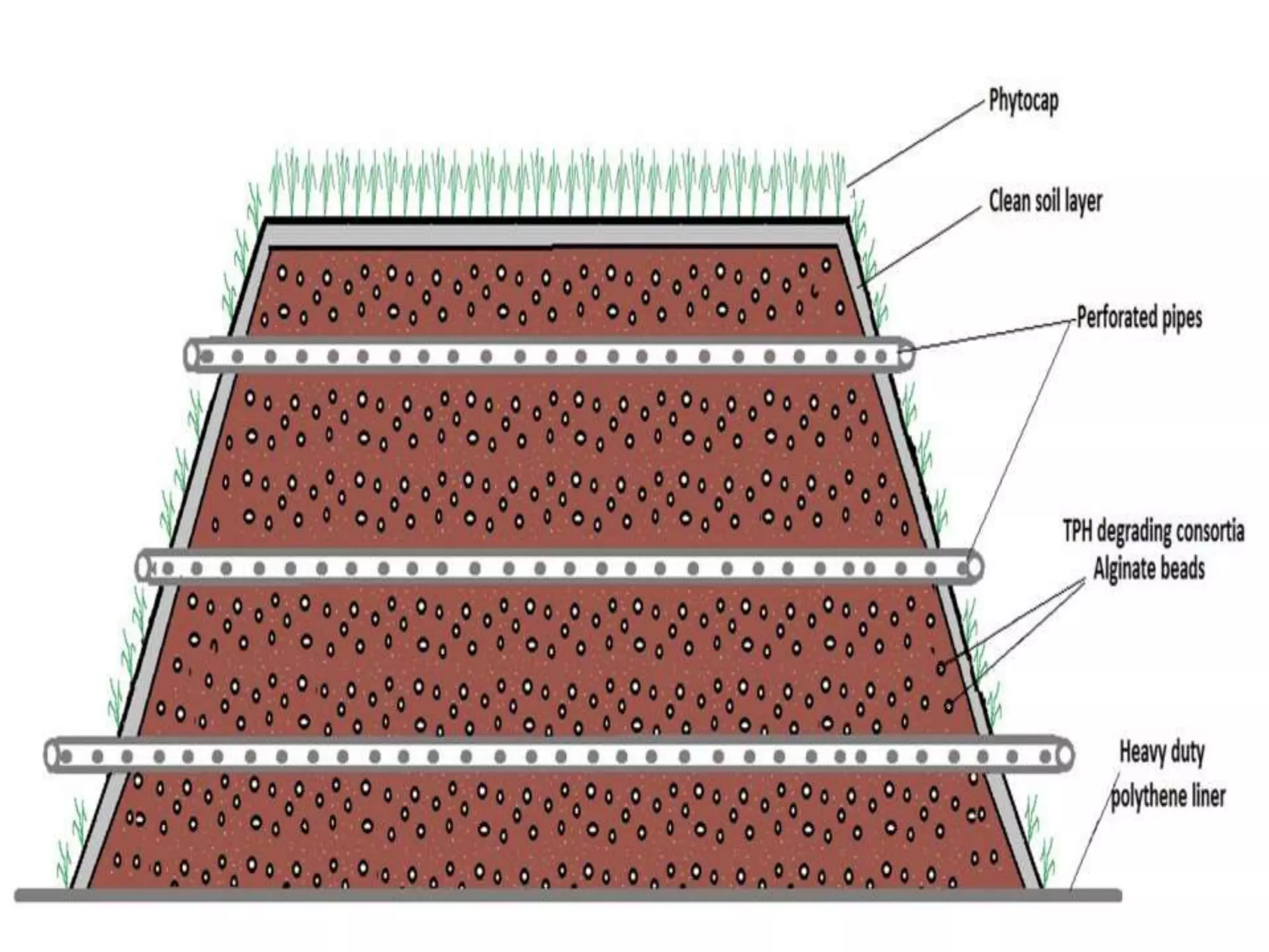 Microbes in bioremediation | PPTX