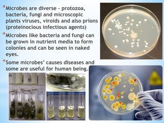 Microbes in human welfare | PPTX