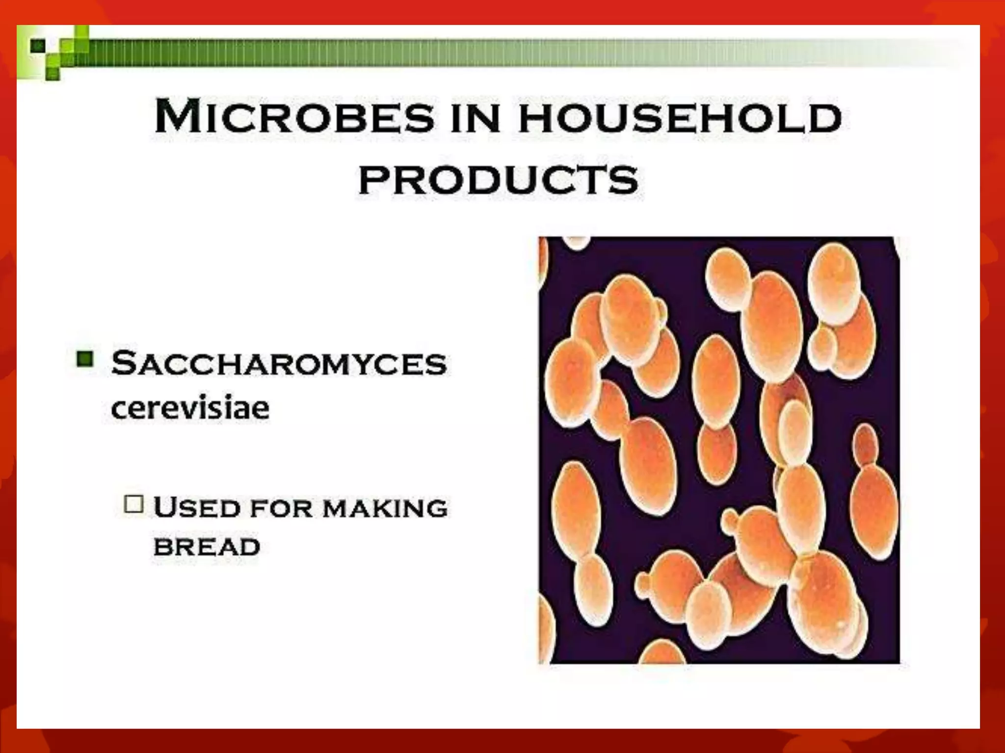Microbes in human welfare | PPT