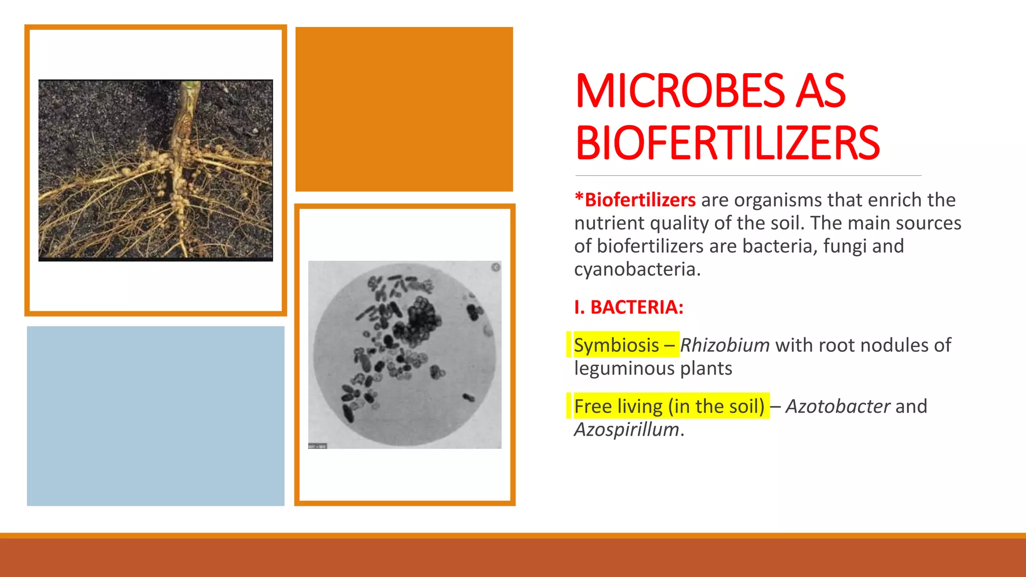 Microbes in human welfare | PPTX