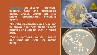 Microbes in human welfare | PPTX