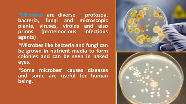 Microbes in human welfare | PPTX | Food & Drink