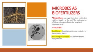 Microbes in human welfare | PPTX