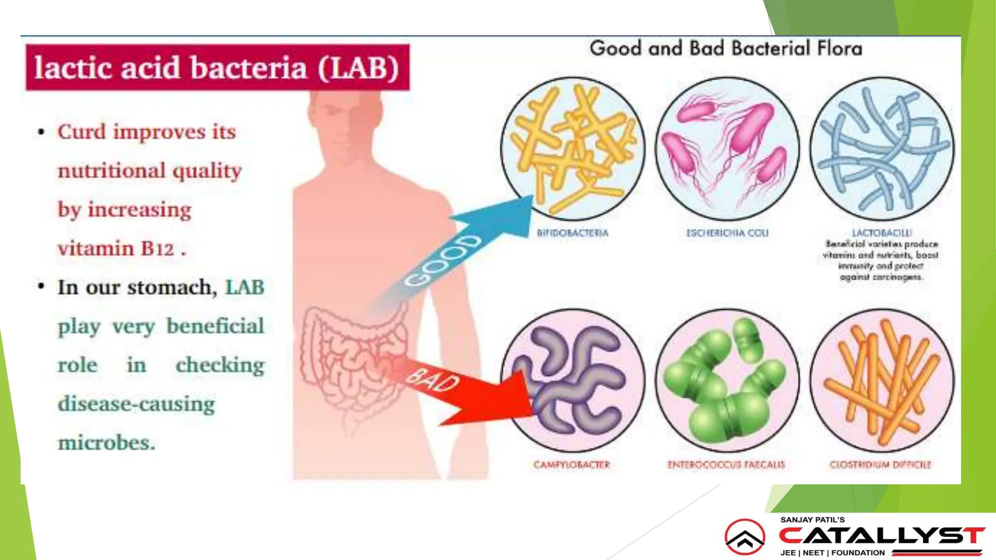 MICROBES IN HUMAN WELFARE.pptx