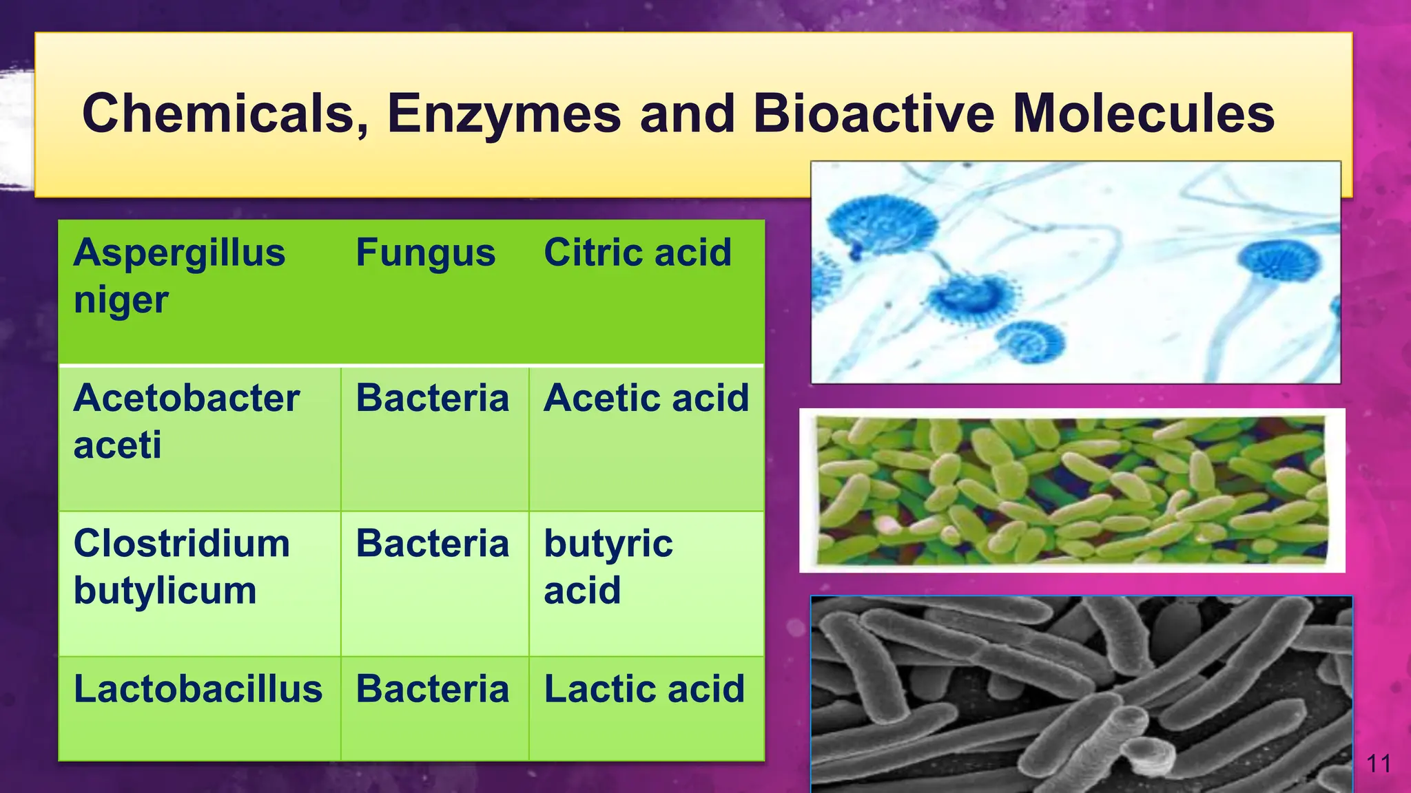 MICROBES IN HUMAN WELFARE.pptx class XII Biology | PPTX