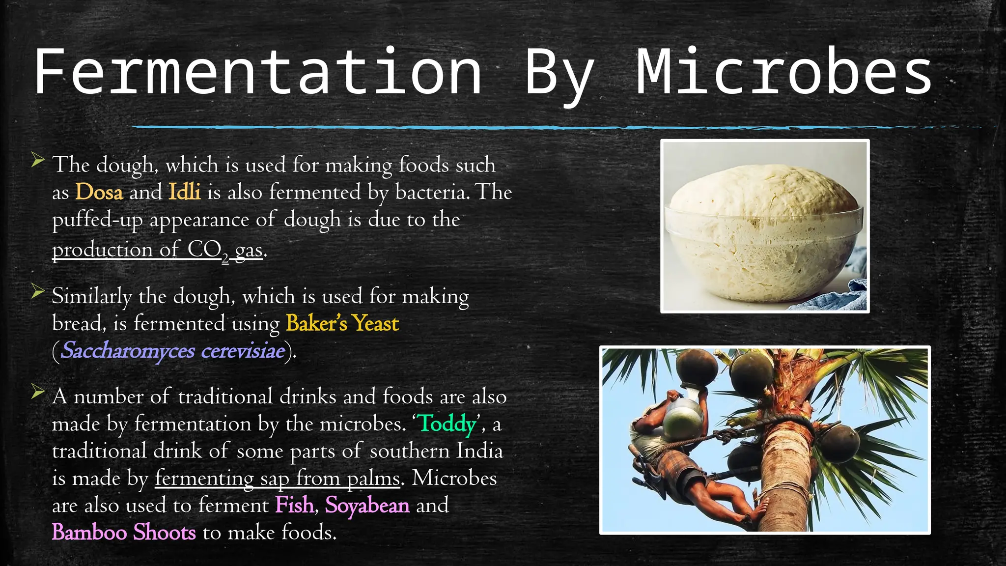 Microbes in Human Welfare PPT Class - 12 | PPTX