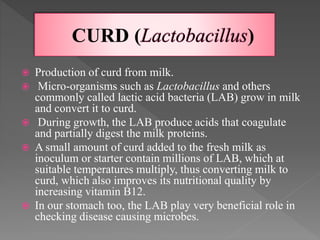 Microbes In Human Welfares.pptx