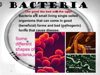 Microbes in pictures | PPT