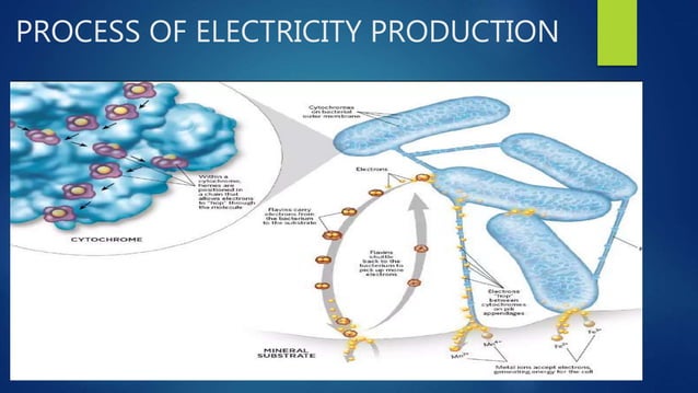 Microbes in pollution control | PPTX | Chemistry | Science