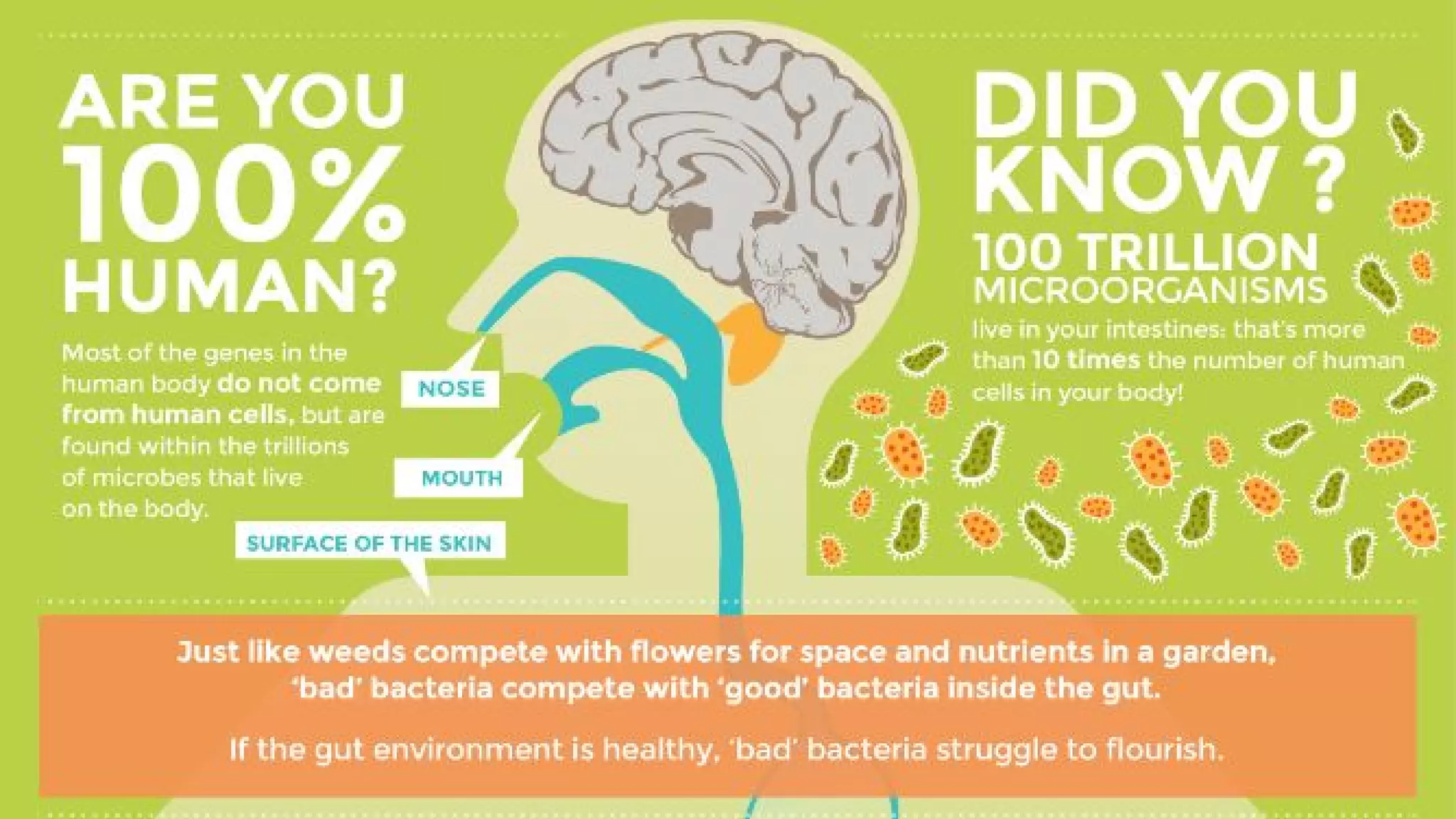 Microbes Maketh Man | PDF | Biological Sciences | Science