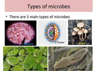 Microbes of extreme environment | PPT
