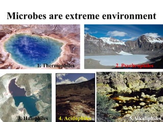 Microbes of extreme environment | PPT
