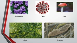 Microbes of Extreme Environment Microbial Interaction.pptx