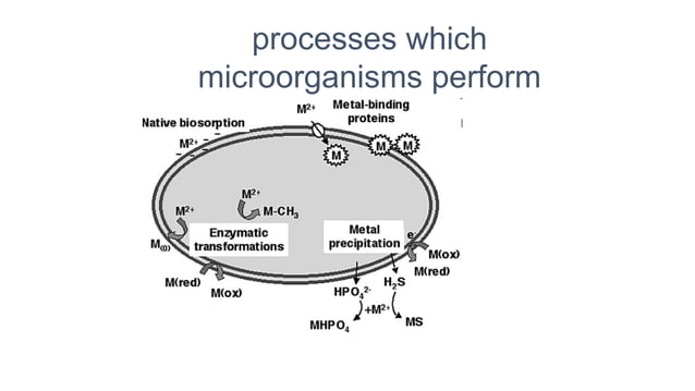 Microbial activities for biogas production.pptx