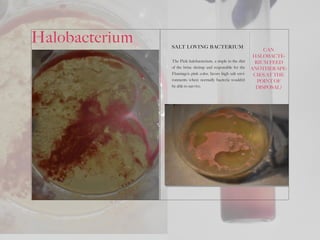 Leveraging the Power of Microbes | PPT