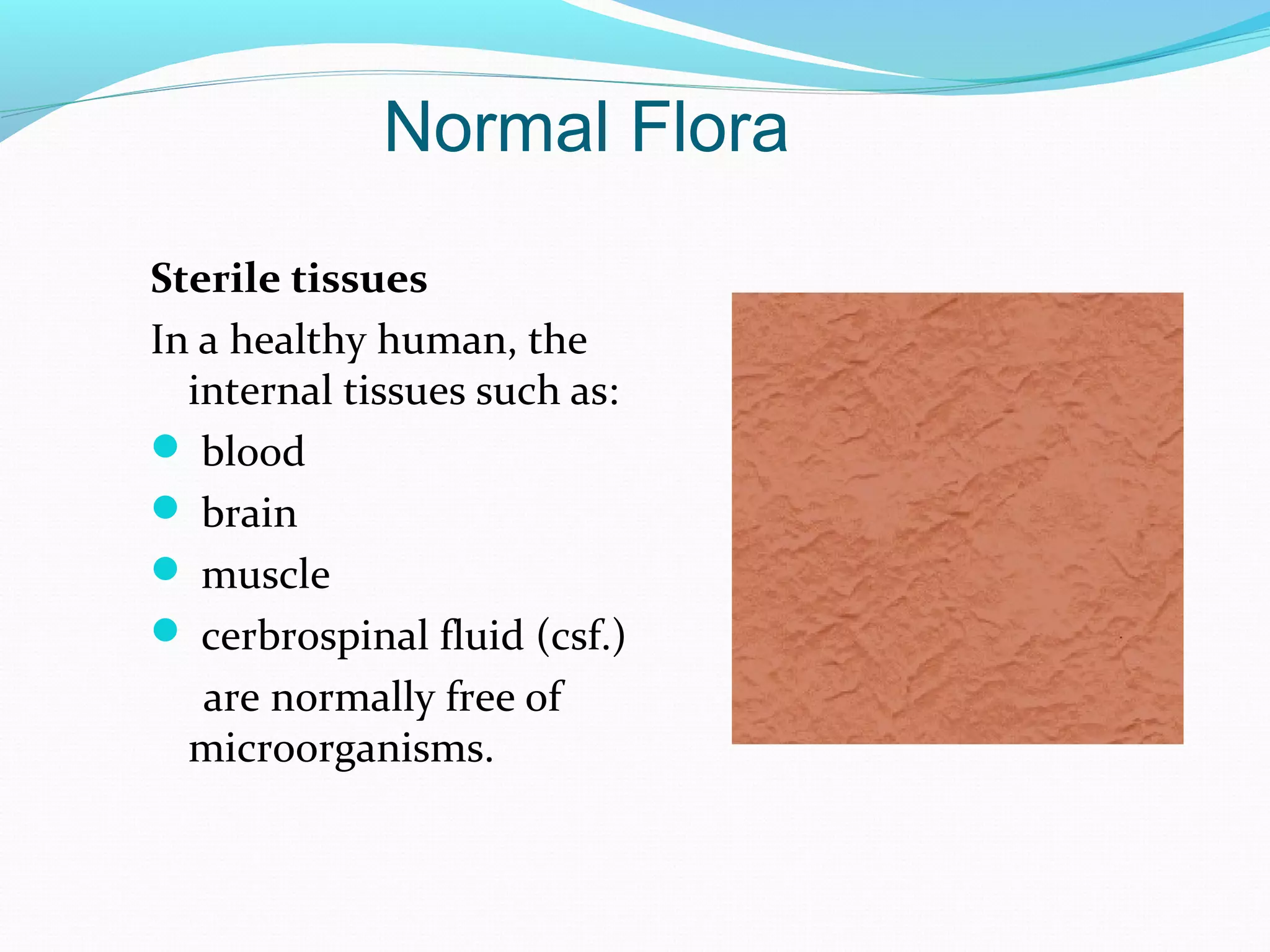 Microbial flora-of-the-human-body | PPT