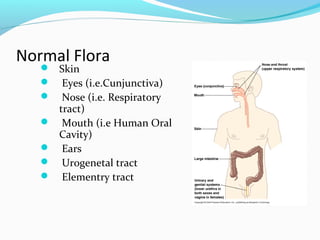 Microbial flora-of-the-human-body | PPT