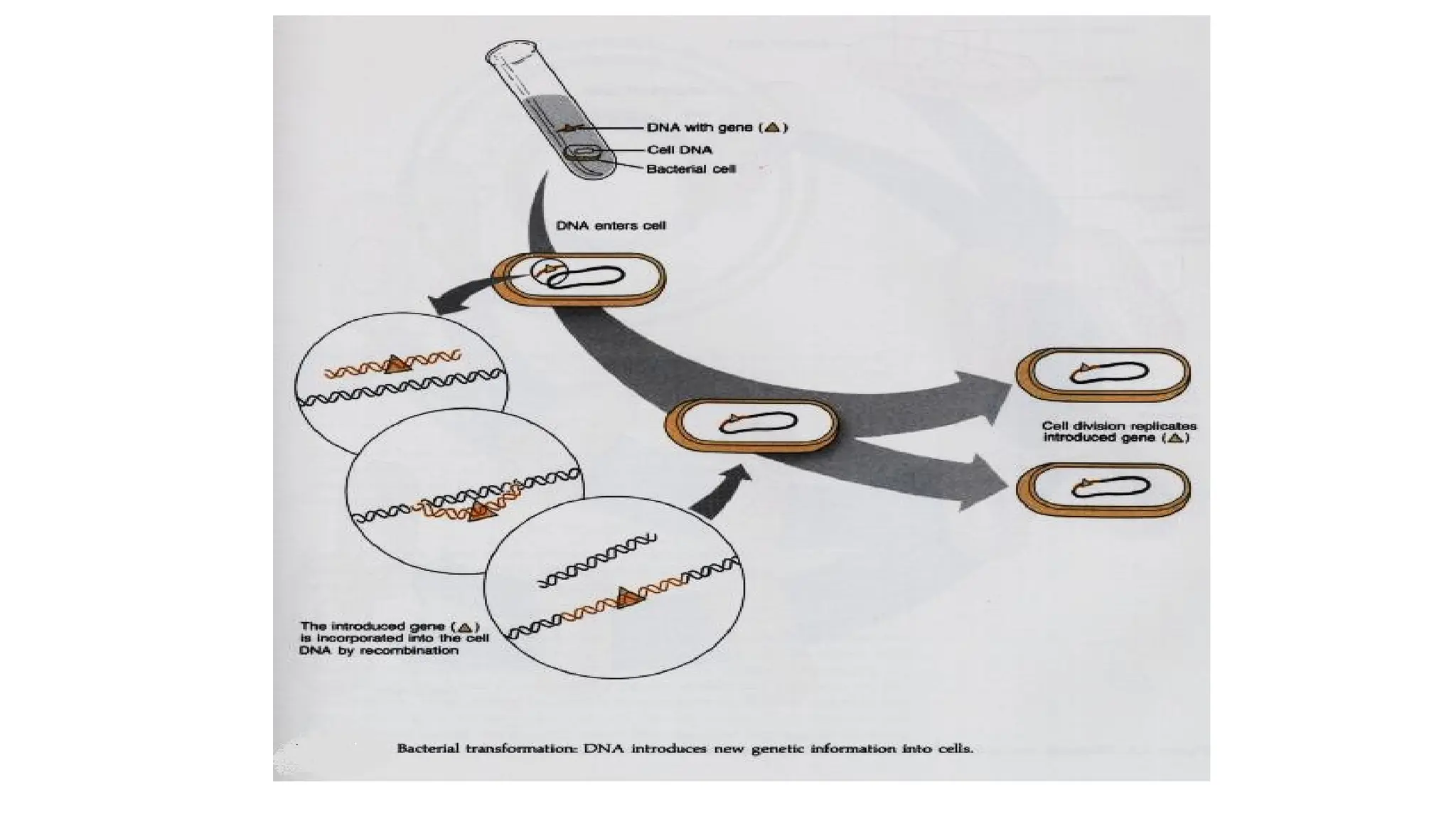 Microbial-Genetics.docx.By.Wajid.Ahmadpptx | PPT