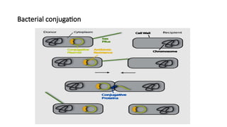 Microbial-Genetics.docx.By.Wajid.Ahmadpptx | PPT