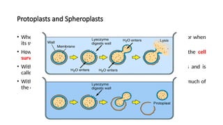Microbial-Genetics.docx.By.Wajid.Ahmadpptx | PPTX
