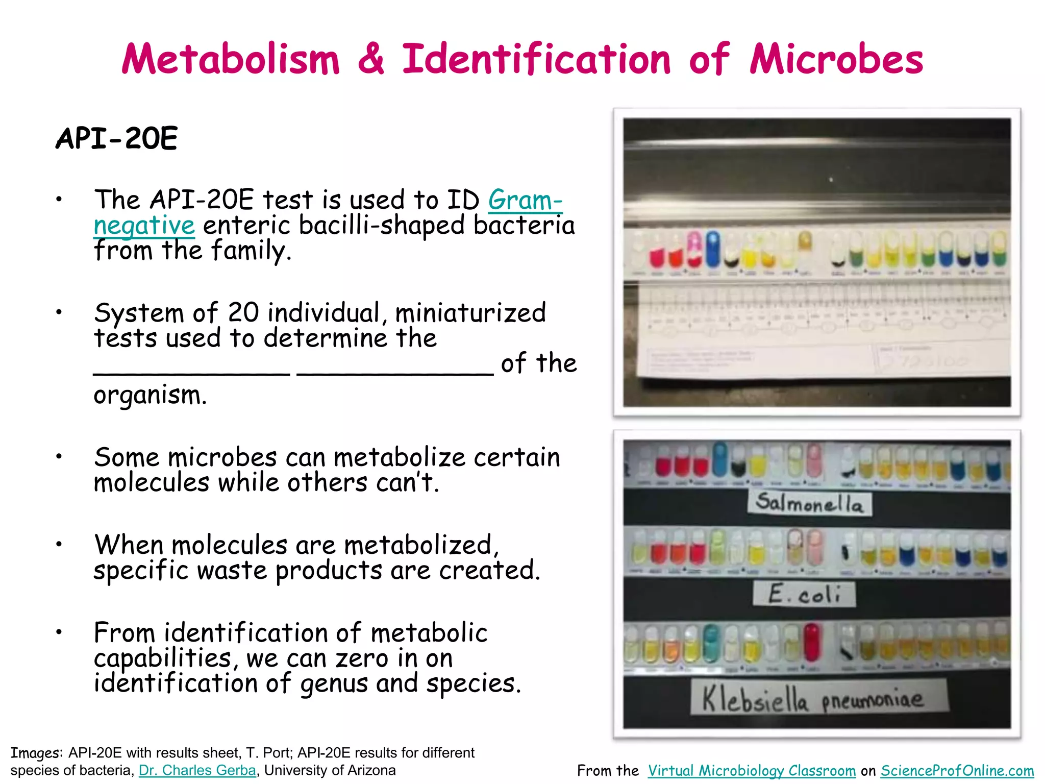 Microbial-Metabolism-Microbiology-Lecture-PowerPoint-VMC.ppt