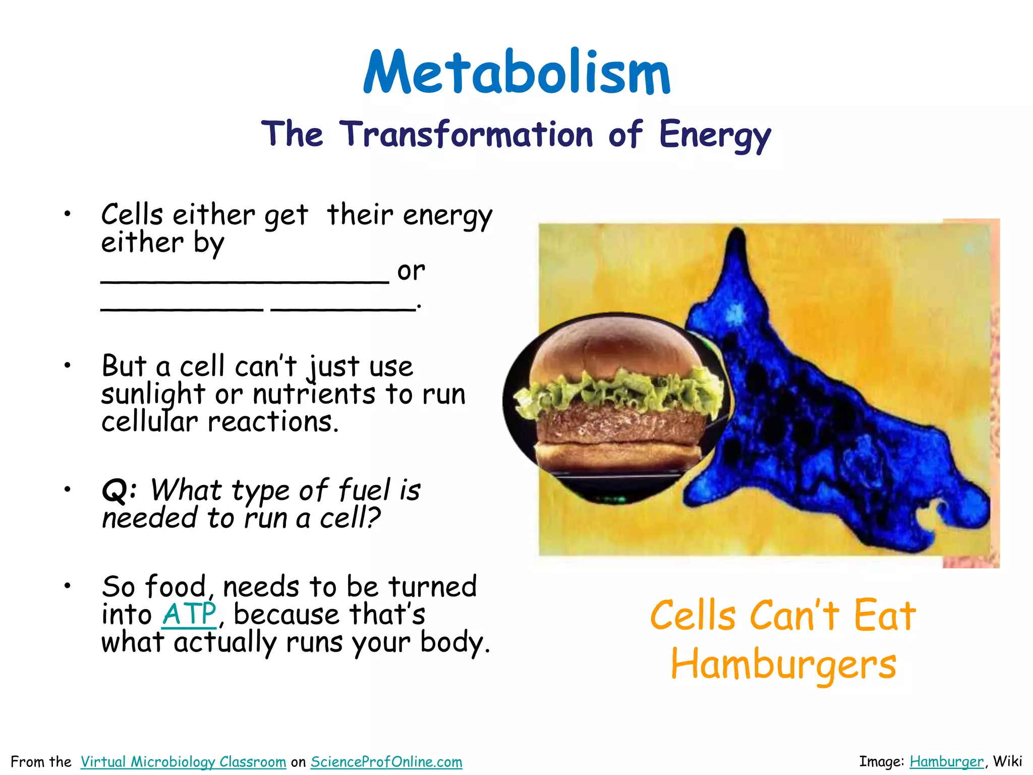 Microbial-Metabolism-Microbiology-Lecture-PowerPoint-VMC.ppt