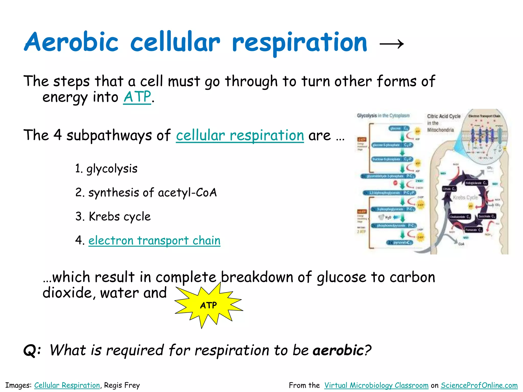 Microbial-Metabolism-Microbiology-Lecture-PowerPoint-VMC.ppt