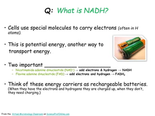 Microbial-Metabolism-Microbiology-Lecture-PowerPoint-VMC.ppt