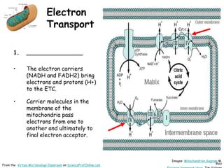 Microbial-Metabolism-Microbiology-Lecture-PowerPoint-VMC.ppt