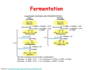 Microbial-Metabolism-Microbiology-Lecture-PowerPoint-VMC.ppt