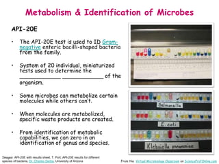 Microbial-Metabolism-Microbiology-Lecture-PowerPoint-VMC.ppt