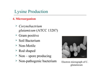 Industrial Production of Amino Acid (L-Lysine) | PPT