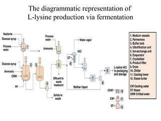 Industrial Production of Amino Acid (L-Lysine) | PPT