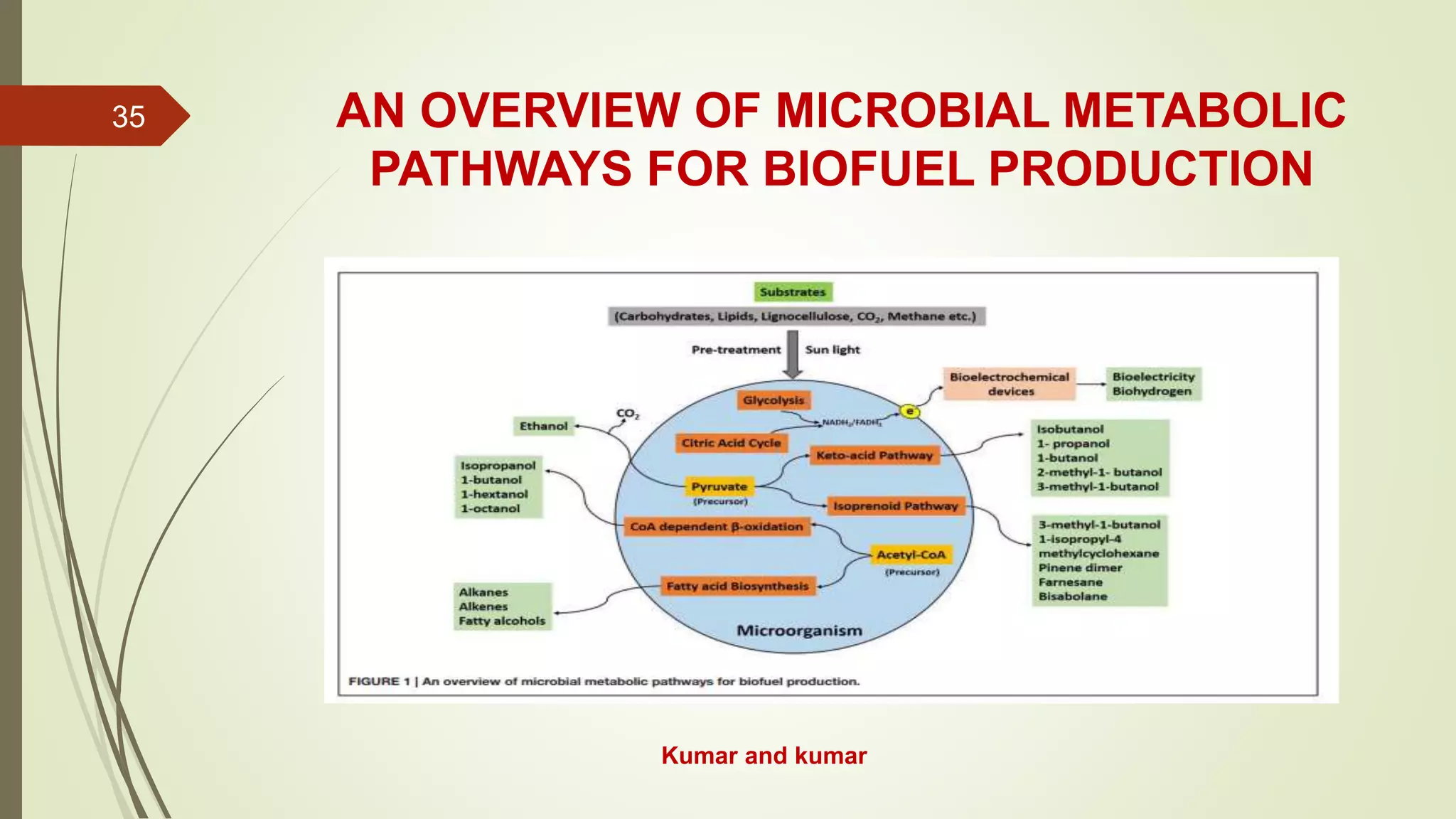 Microbial application for biofuel production | PPTX