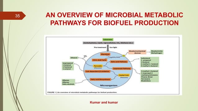 Microbial application for biofuel production | PPTX
