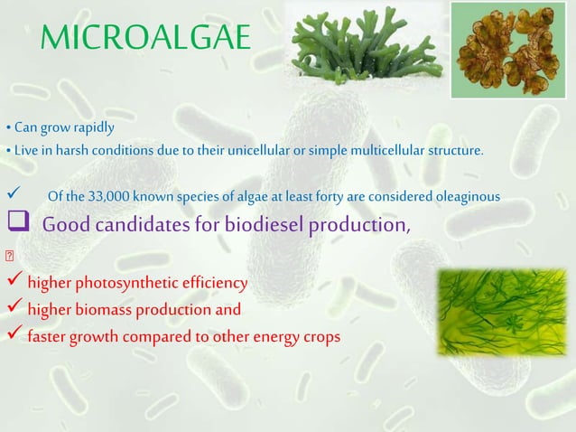 Microbial biodiesel production | PPTX