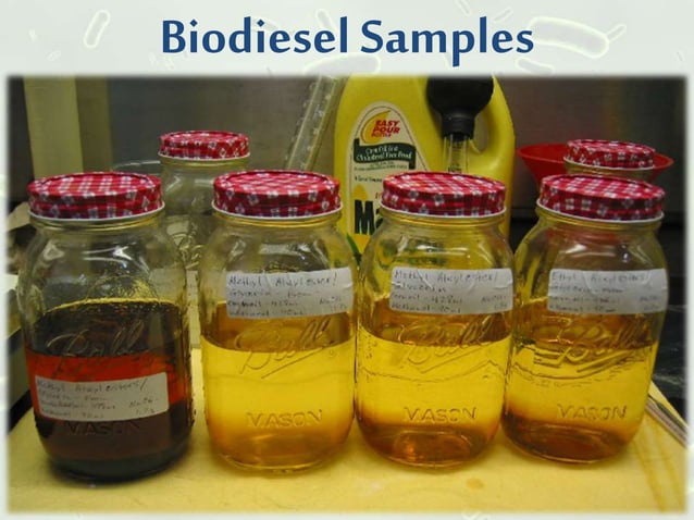 Microbial biodiesel production | PPTX