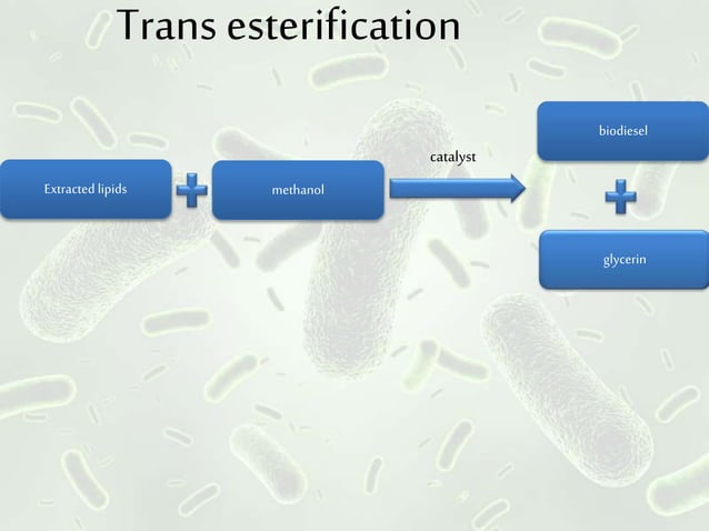 Microbial biodiesel production | PPTX