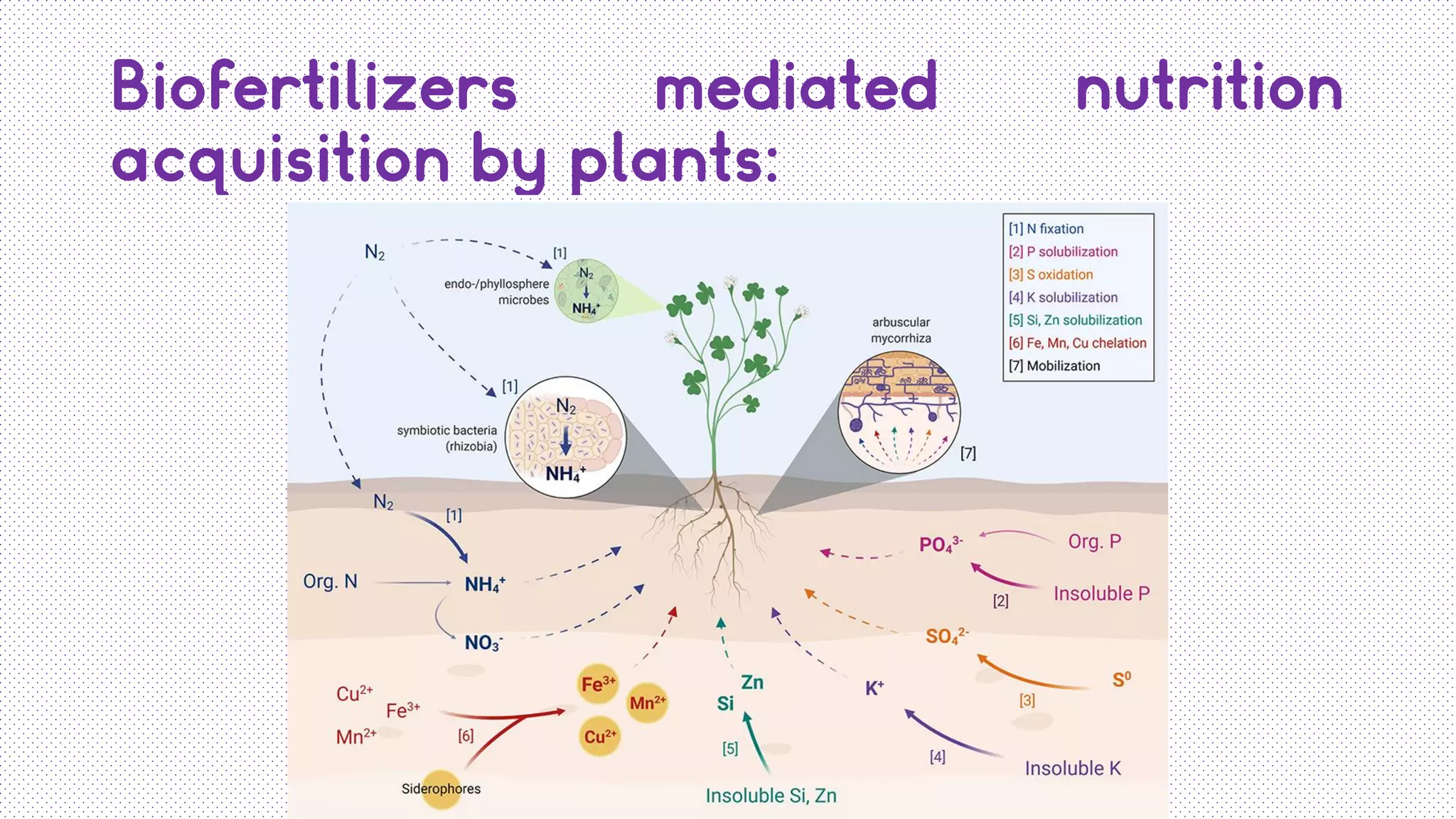 Microbial Biofertilizers.pdf