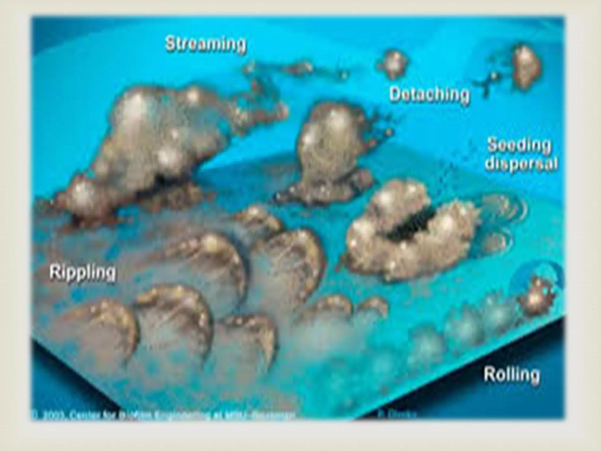Microbial biofilm | PPTX