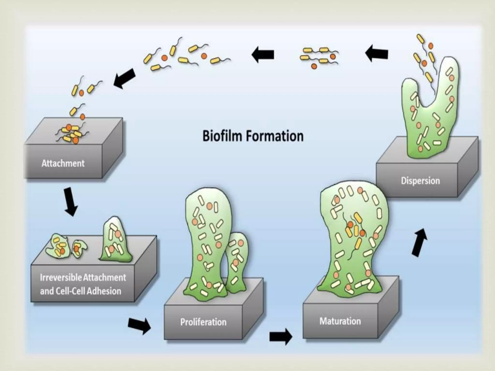 Microbial biofilm | PPTX
