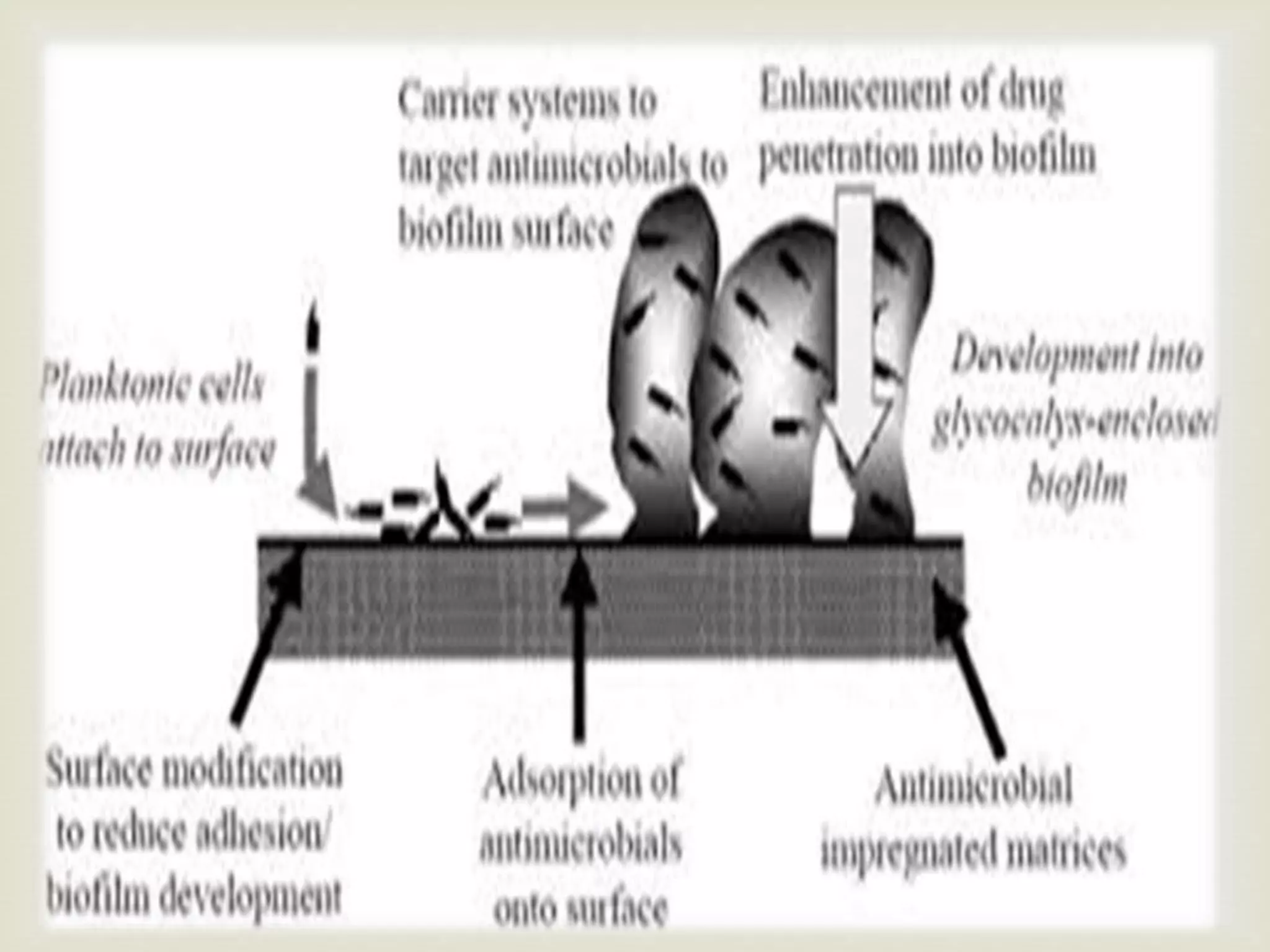 Microbial biofilm | PPTX