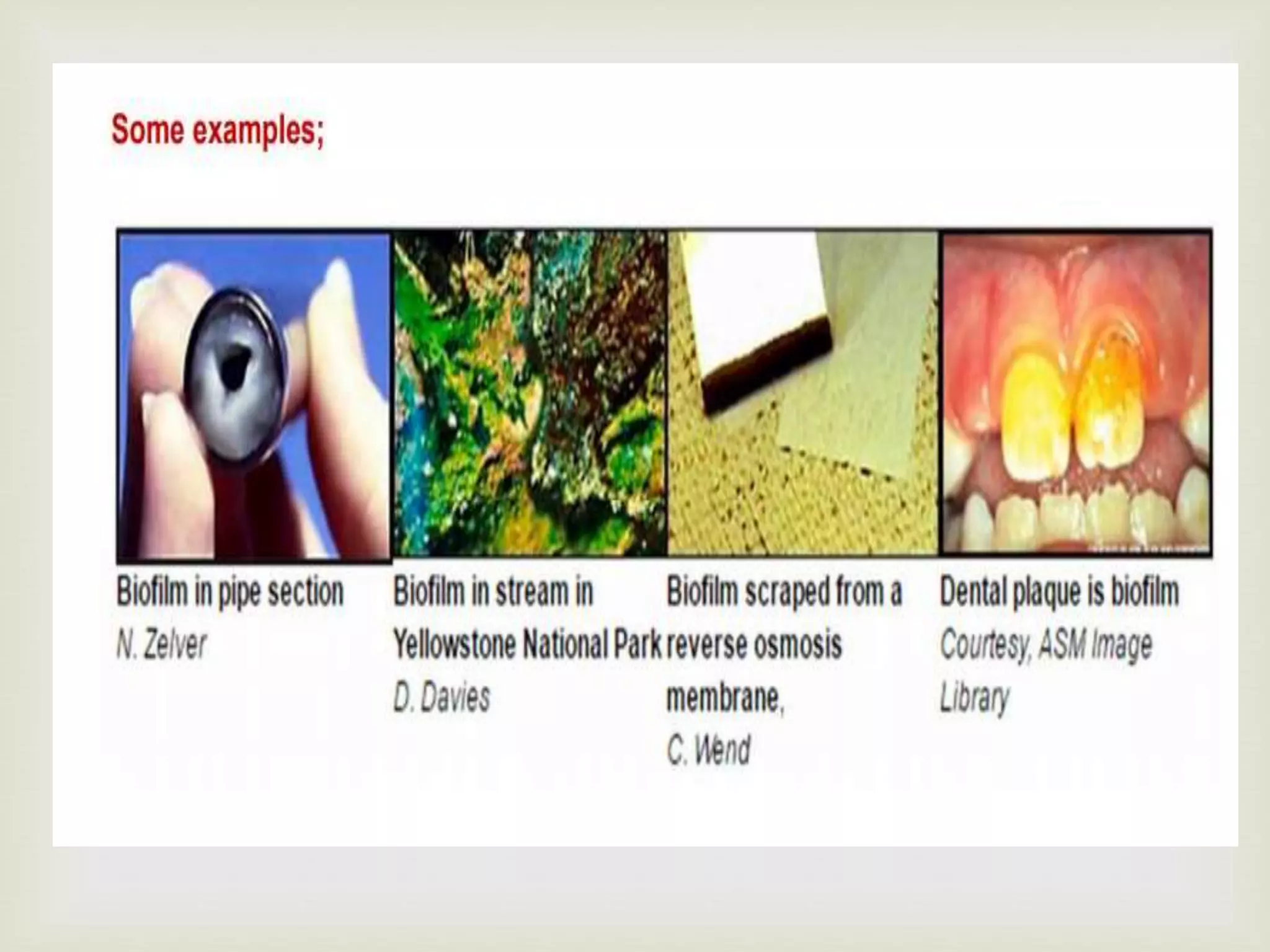 Microbial biofilm | PPTX